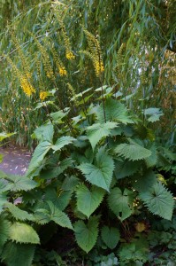 The Jagged Edge: Serrated Foliage Round Up - Plant Lust