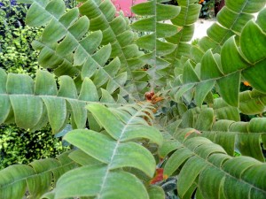 The Jagged Edge: Serrated Foliage Round Up - Plant Lust