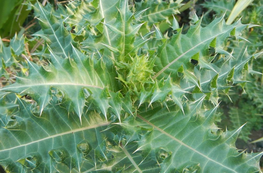 On Conflating Plant Names Plant Lust