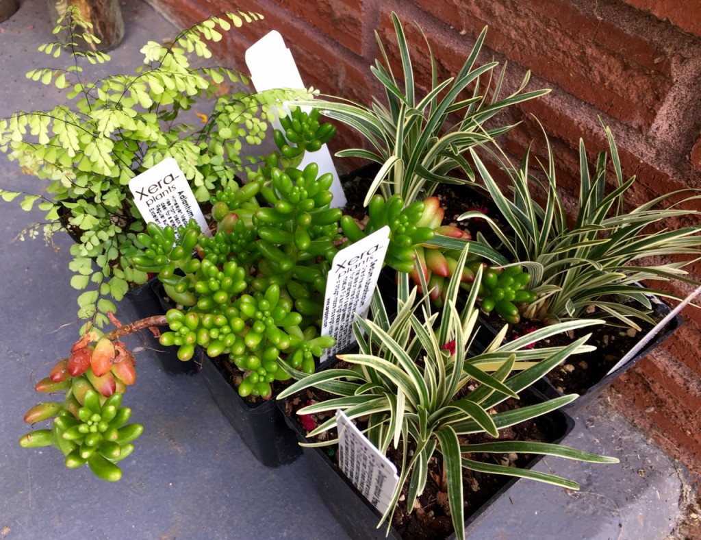 wee plant therapy - Plant Lust