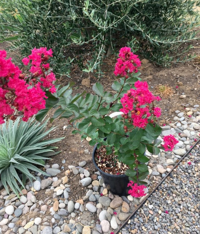 wee plant therapy - Plant Lust