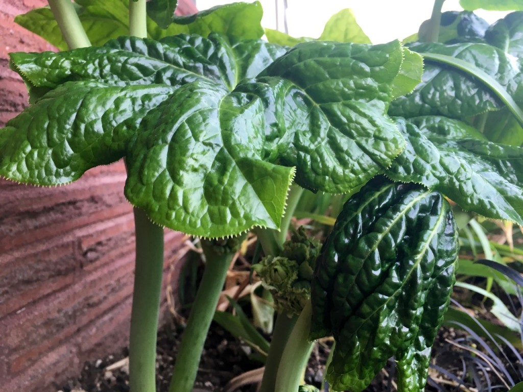 a plant to consider: Podophyllum pleianthum - Plant Lust