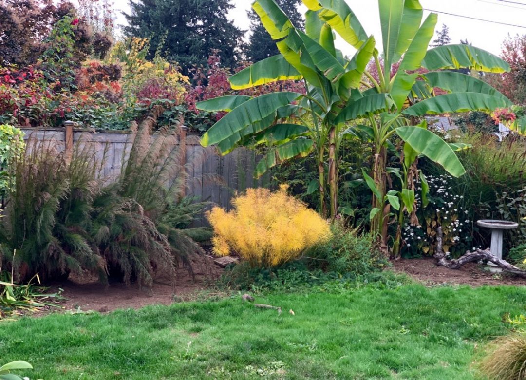 a plant to consider: Amsonia hubrichtii - Plant Lust