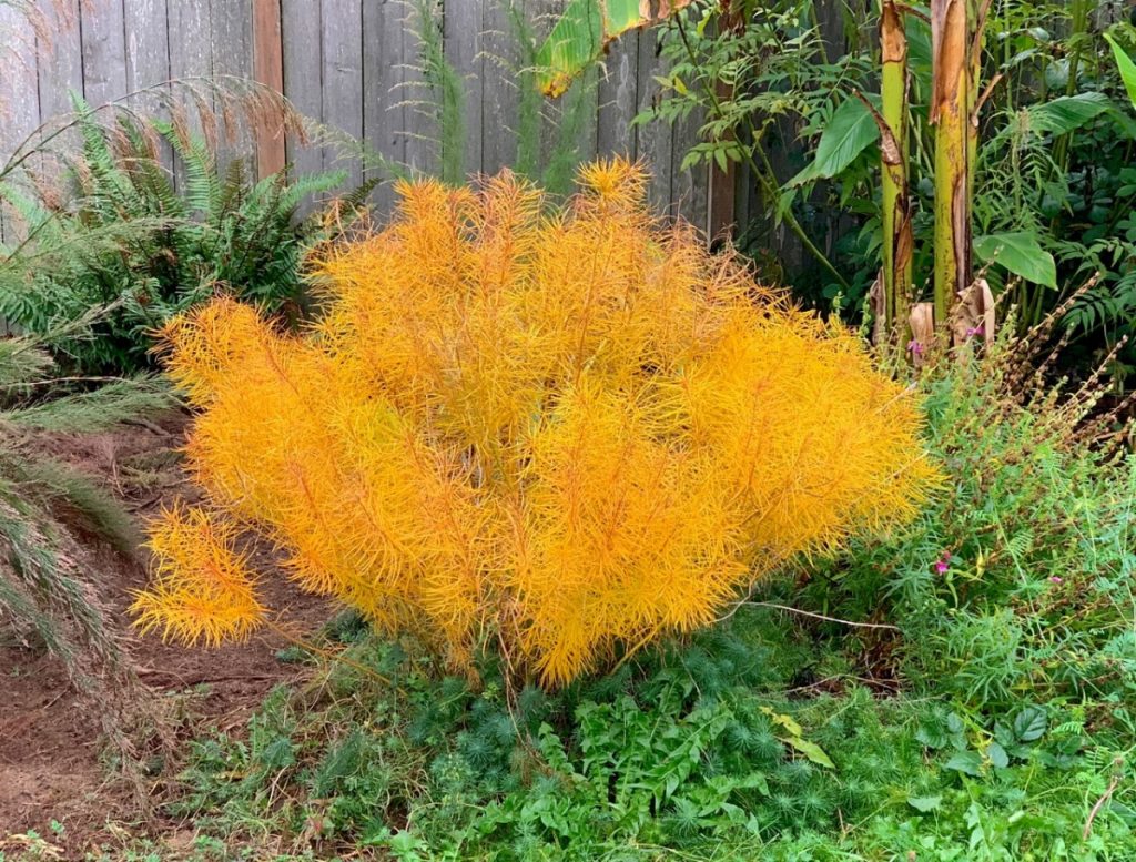 a plant to consider: Amsonia hubrichtii - Plant Lust