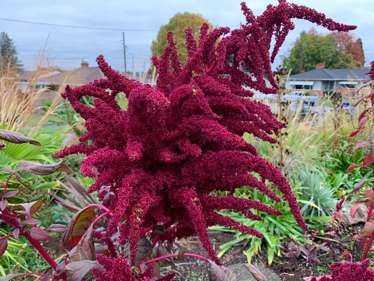 Halloween: Boo! - Plant Lust