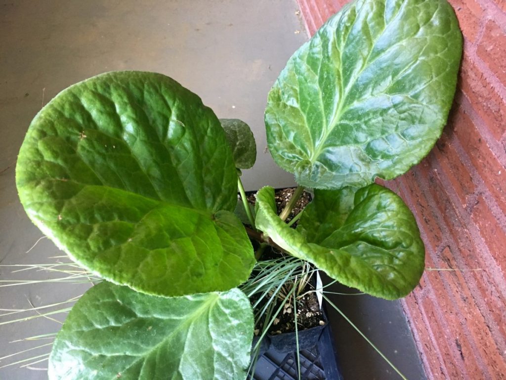 plant lust list: Bergenia - Plant Lust: The Editorial Side