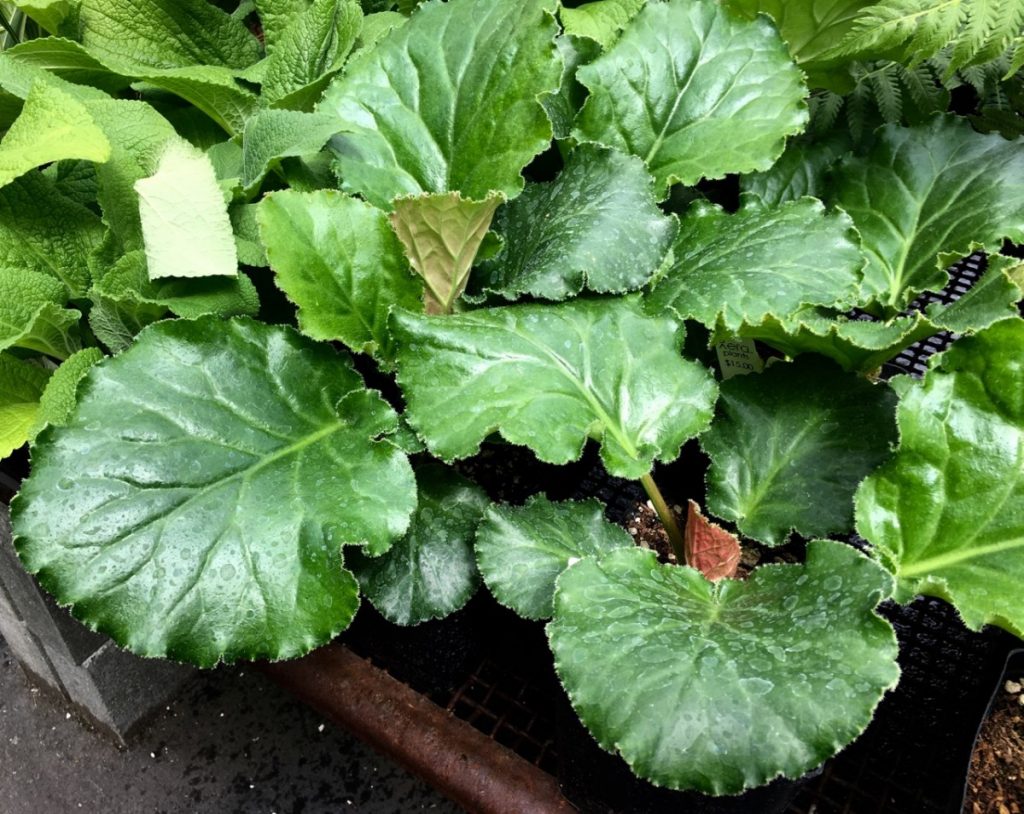 plant lust list: Bergenia - Plant Lust: The Editorial Side