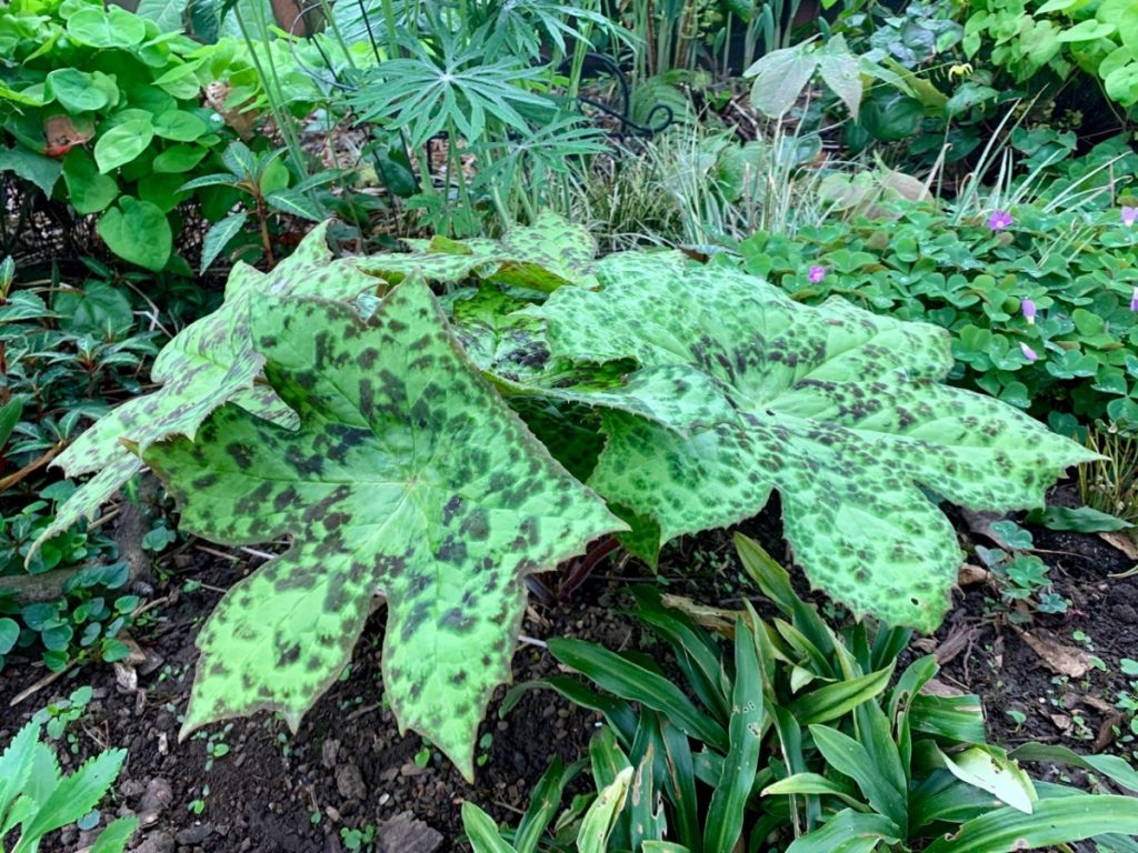 plant lust list: Podophyllum 'Spotty Dotty' - Plant Lust