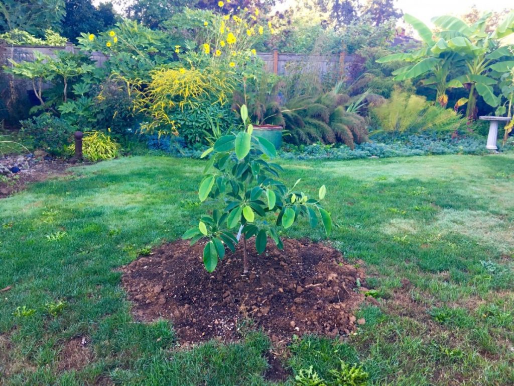 Magnolias maudiae aka Smiling Monkey Forest Tree - Plant Lust