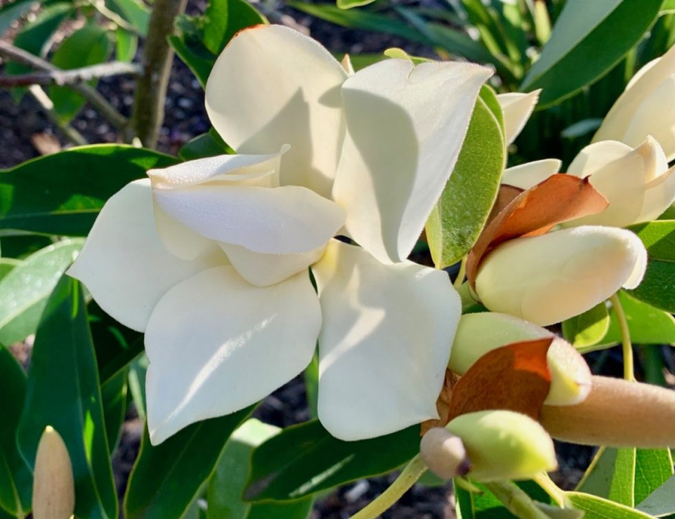 Magnolia maudiea aka Smiling Monkey Forest Tree - Plant Lust