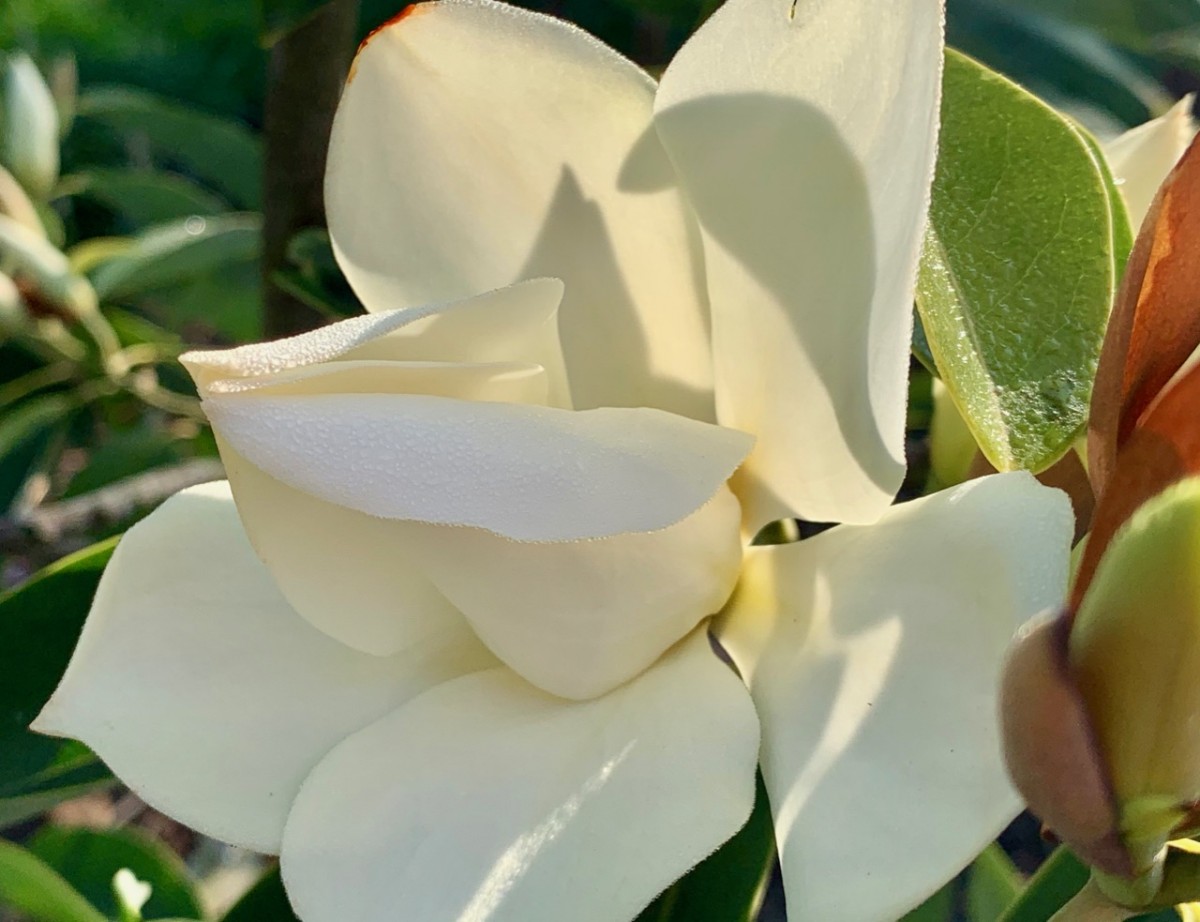 Magnolia maudiea aka Smiling Monkey Forest Tree - Plant Lust