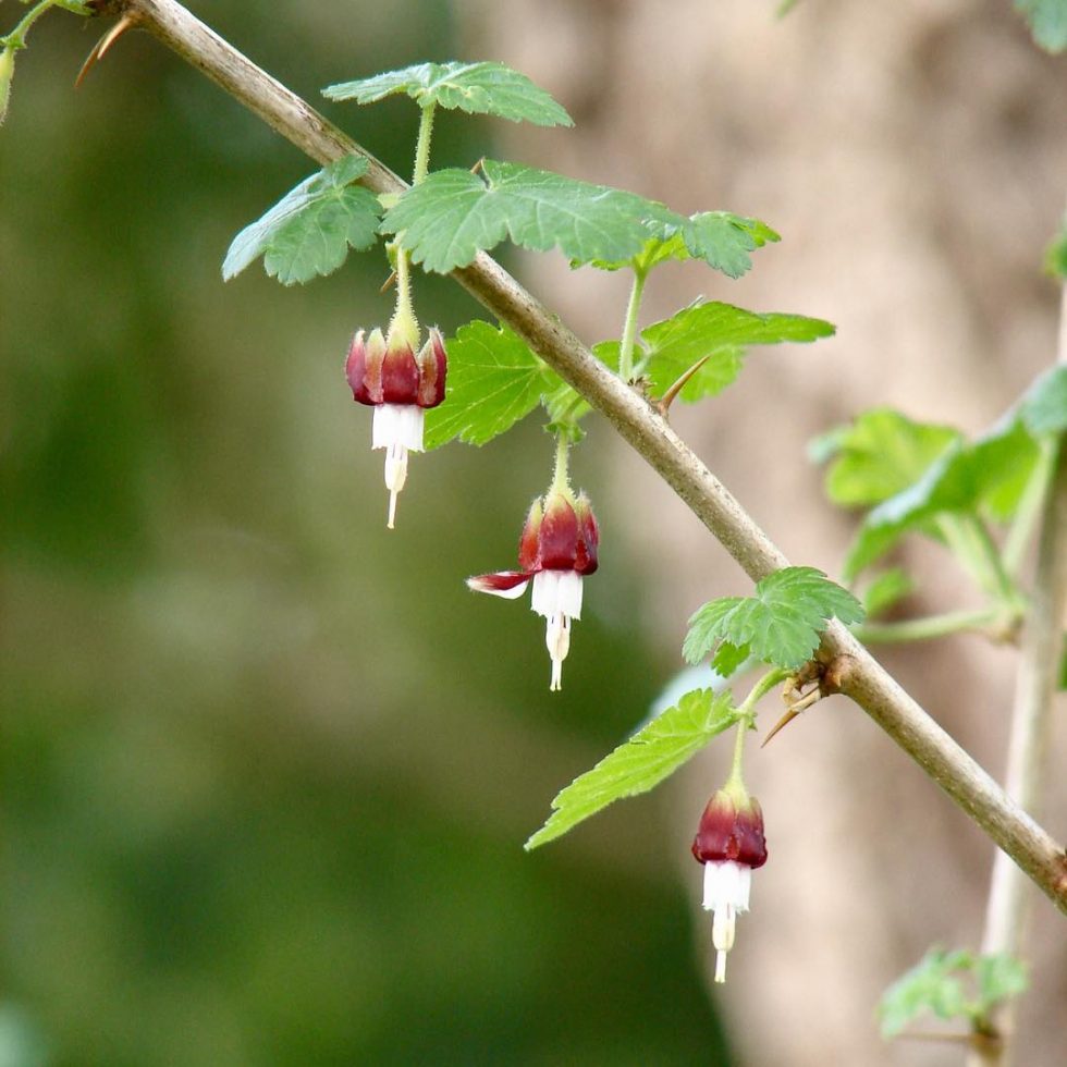 Plants that put up well with summer planting - Plant Lust