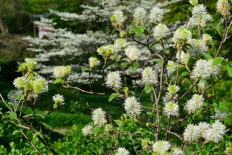 Fothergilla x intermedia 'Blue Shadow' | Fothergilla gardenii 'Blue ...