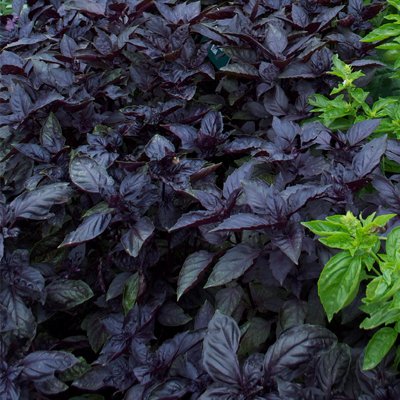 Dark Opal Basil | Ocimum basilicum 'Dark Opal' | Ocimum basilicum ...