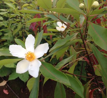 x Gordlinia grandiflora | Franklinia x Gordonia lasianthus | Mountain ...