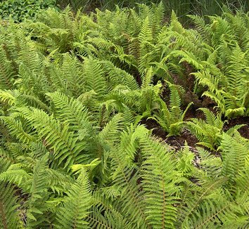Polystichum setiferum | Soft Shield Fern | Alaska Fern| plant lust
